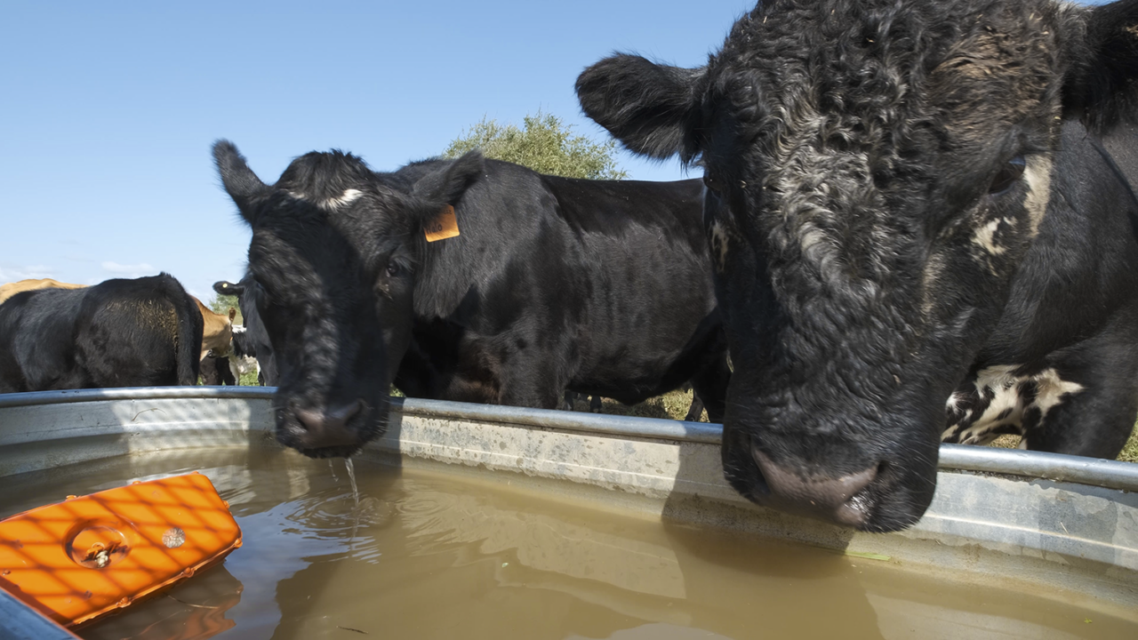 Grazing Forward - ALUS