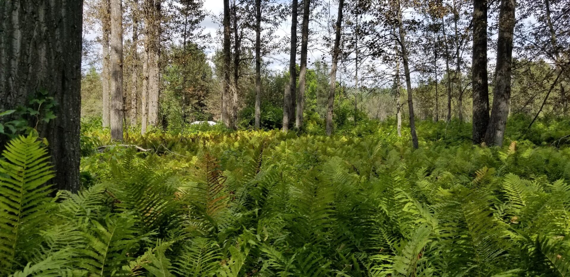 ALUS Supports Drought and Heat Resilience with Support from Results ...