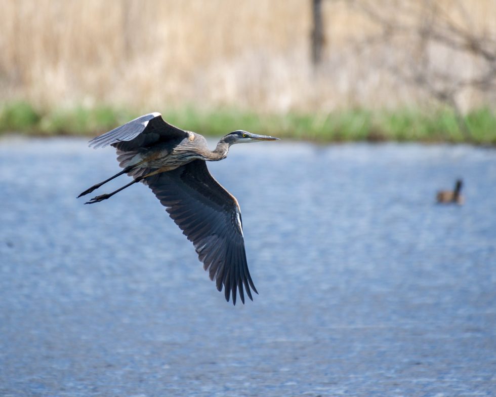 Creating Migratory Bird Habitat in Middlesex County - ALUS