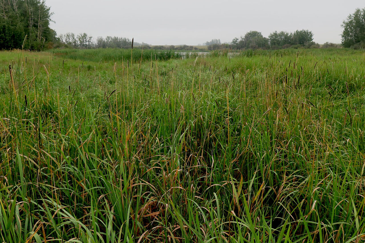 The ALUS Before and After Photo Contest Showcases Nature-Based ...