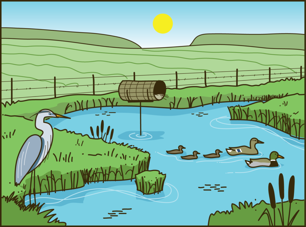 Un milieu humide, c’est quoi? - ALUS