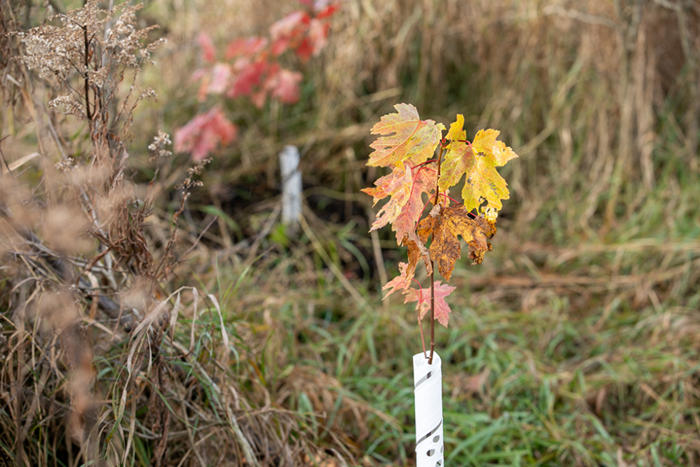 ALUS Commits to Planting 400,000 Trees with $2.2M Support from the ...